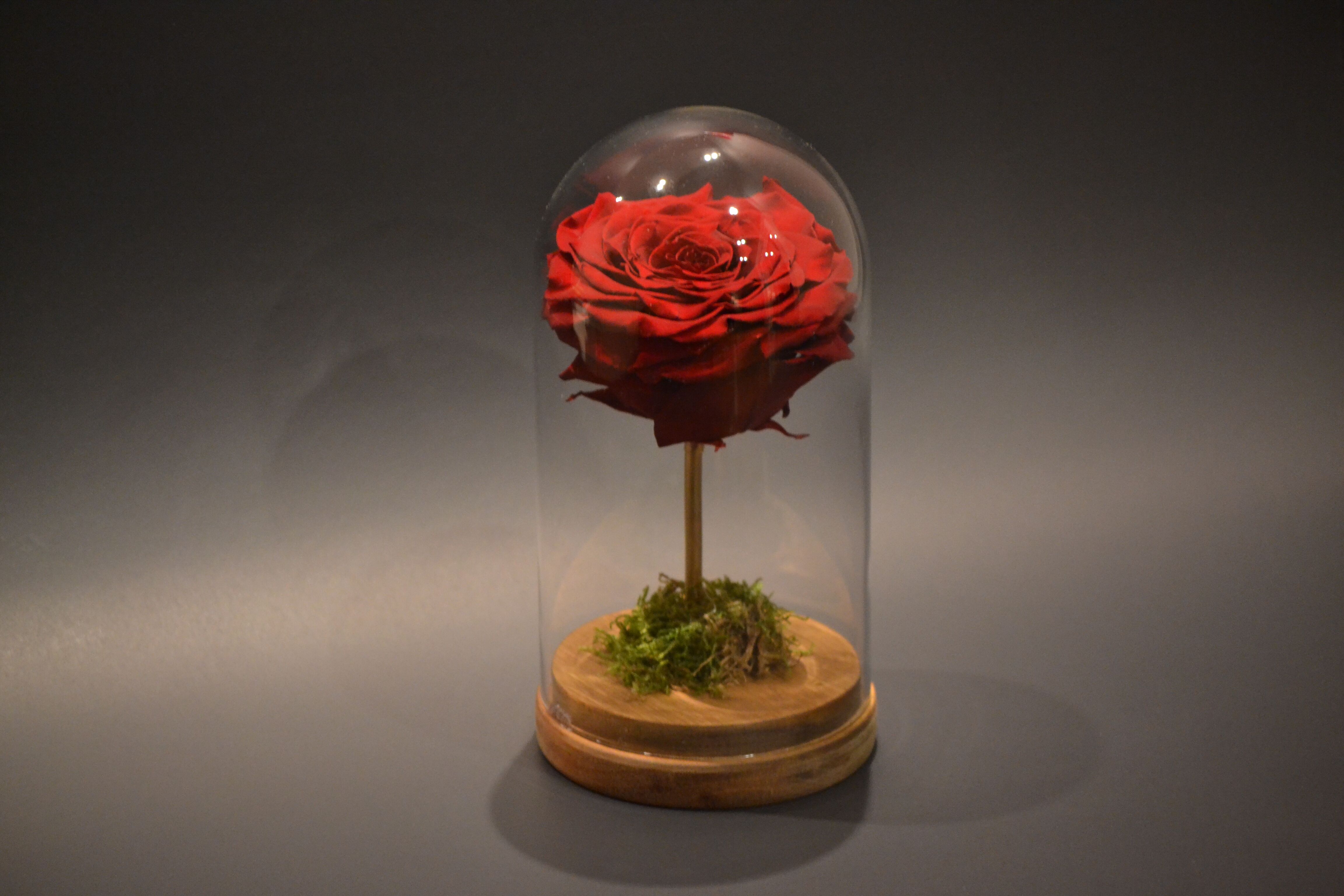 Everlasting Red Rose Original Big – FleursBoheme